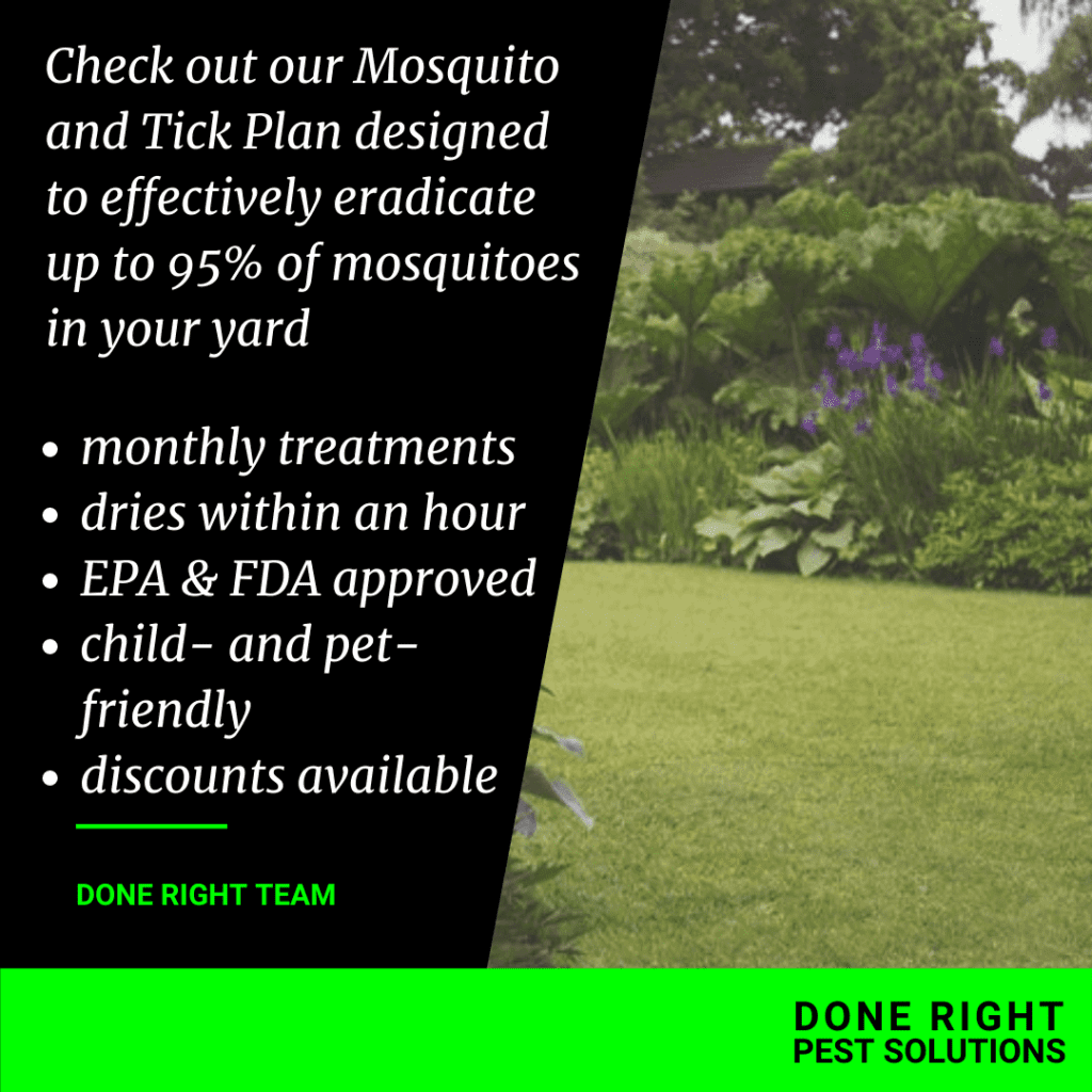 4 Tips For Effective Mosquito Control | Done Right Pest Solutions