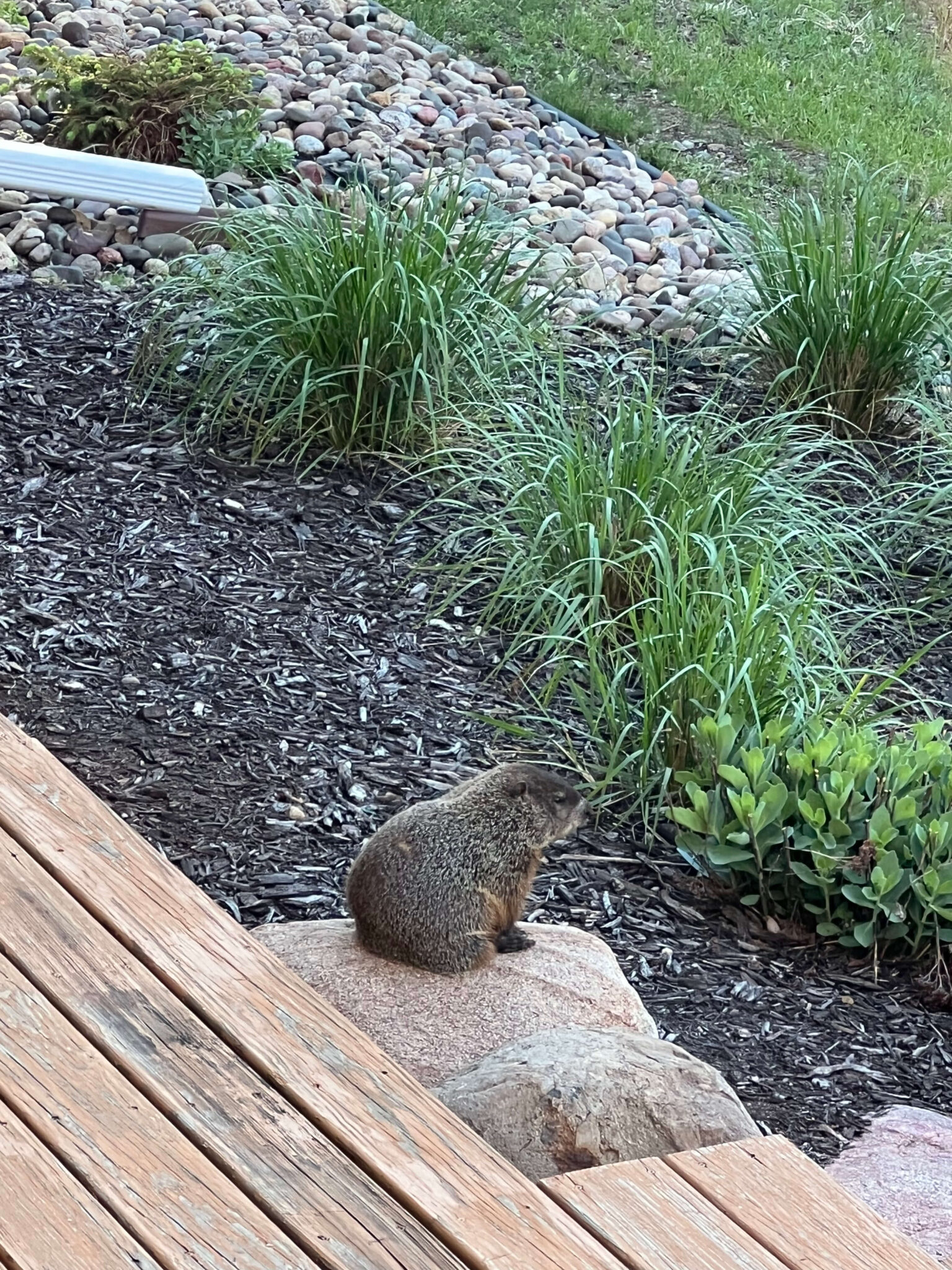 Pesky Groundhog Removal -- DIY | Done Right Pest Solutions